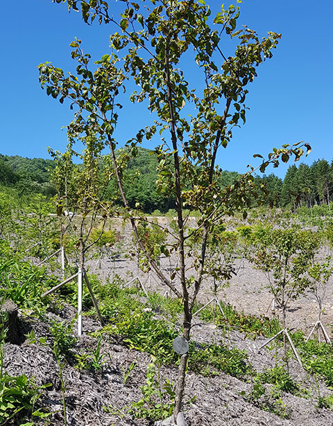 장성군산림조합